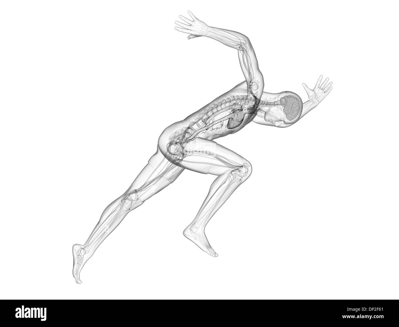 White sprinter hi-res stock photography and images - Alamy