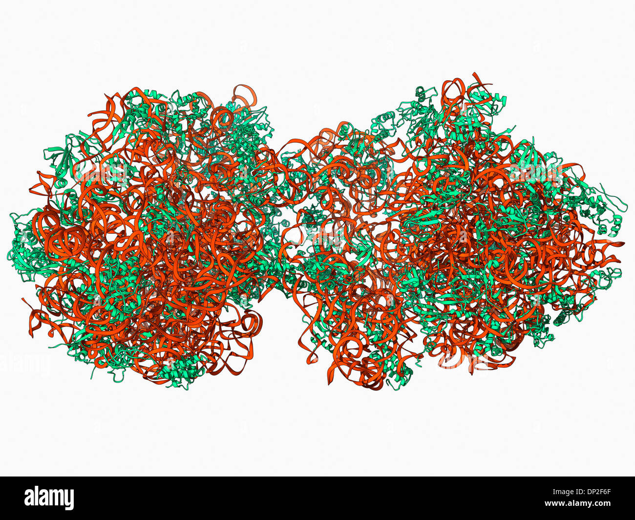 Ribosome structure hi-res stock photography and images - Alamy