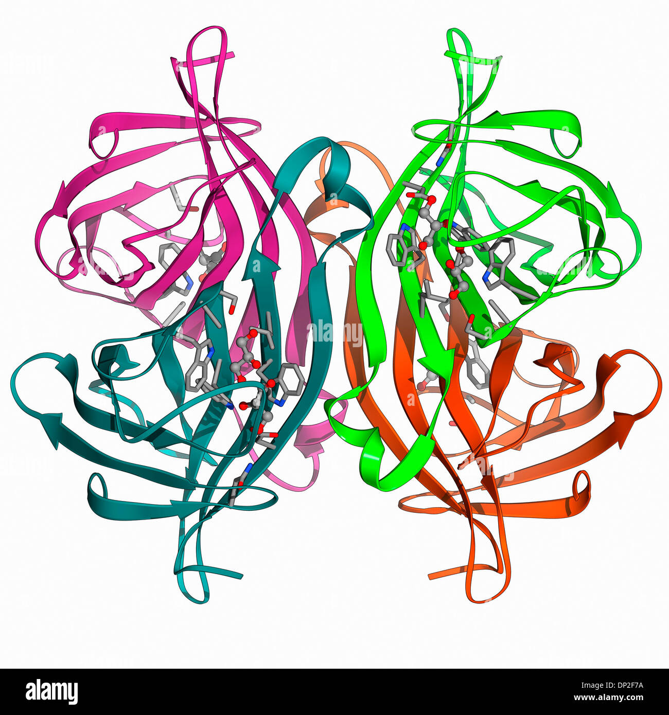 Streptavidin bacterial protein Stock Photo - Alamy