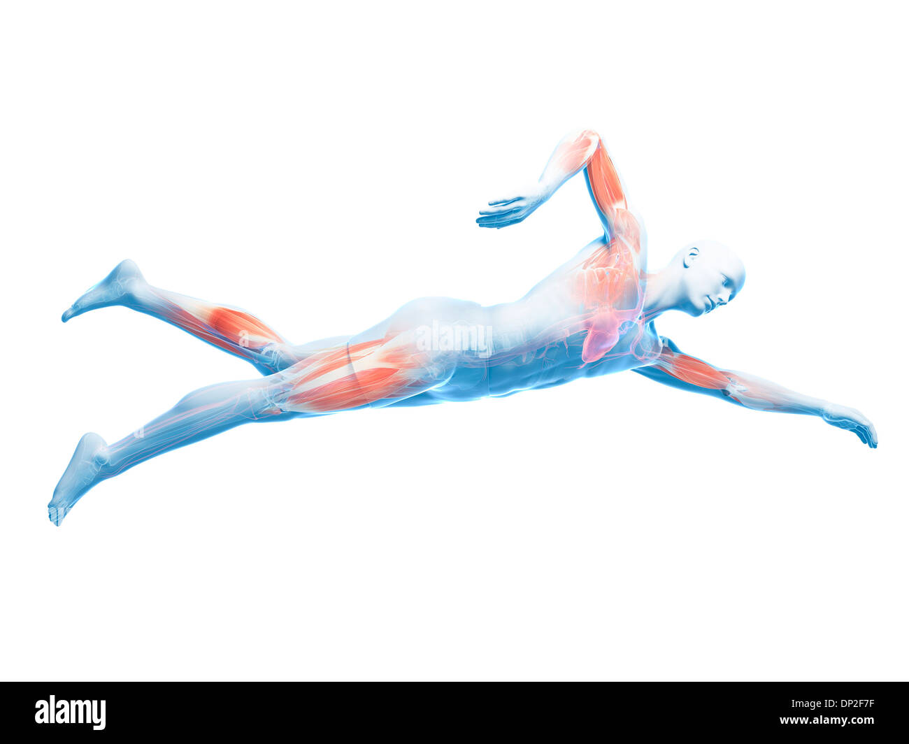 Swimmer illustration Cut Out Stock Images & Pictures - Alamy