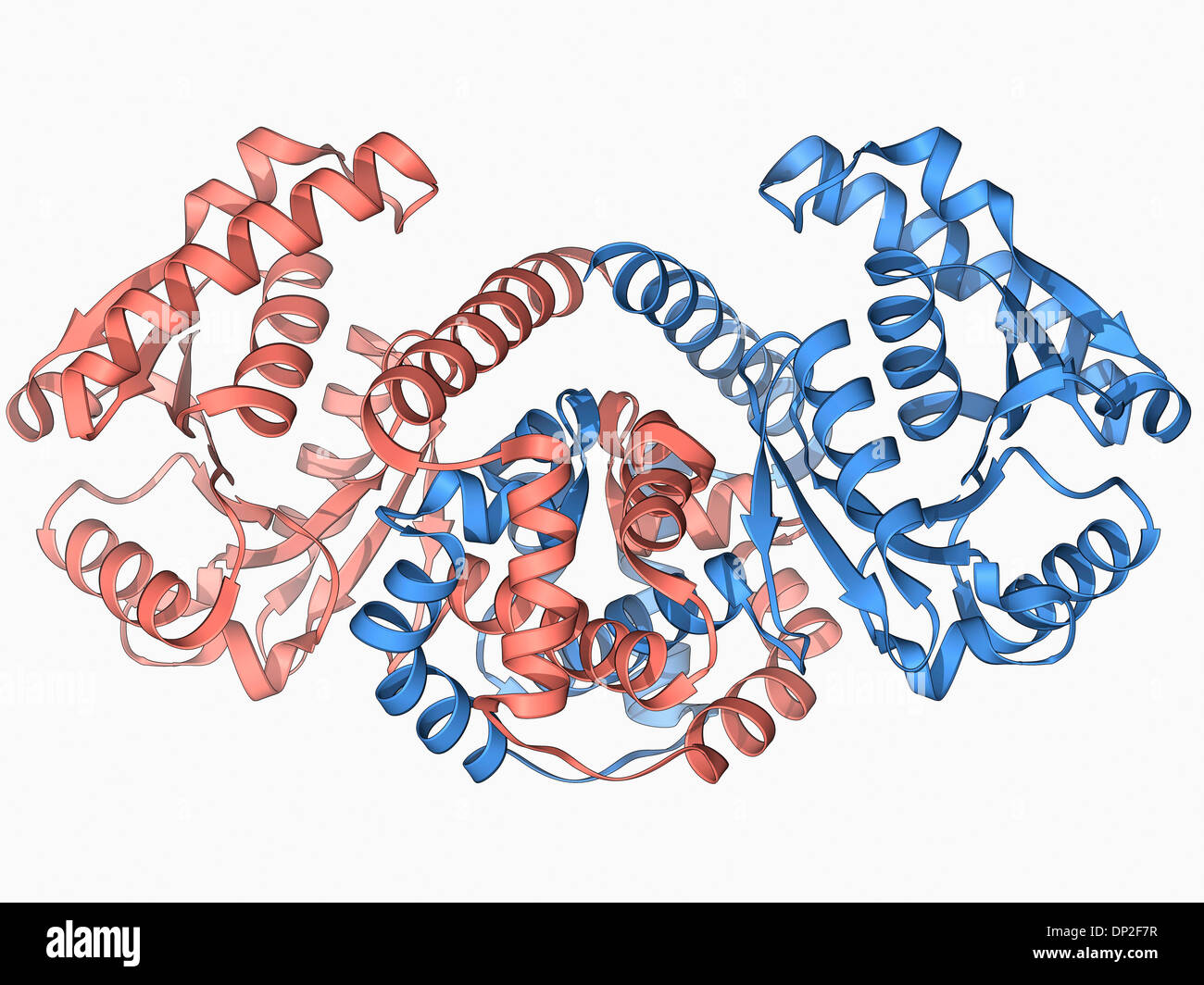 Rabbit eye lens protein molecule Stock Photo - Alamy