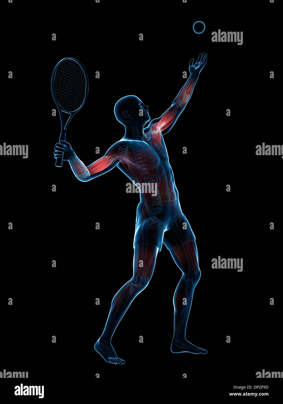 Tennis player anatomy hi-res stock photography and images - Alamy