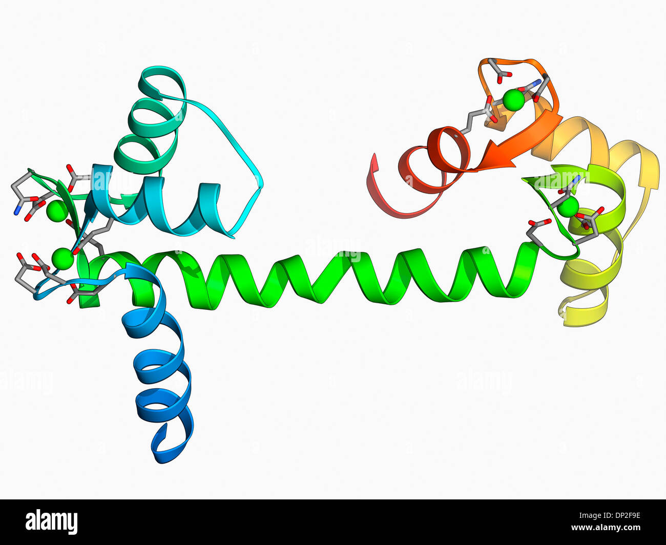Calcium-binding protein molecule Stock Photo - Alamy