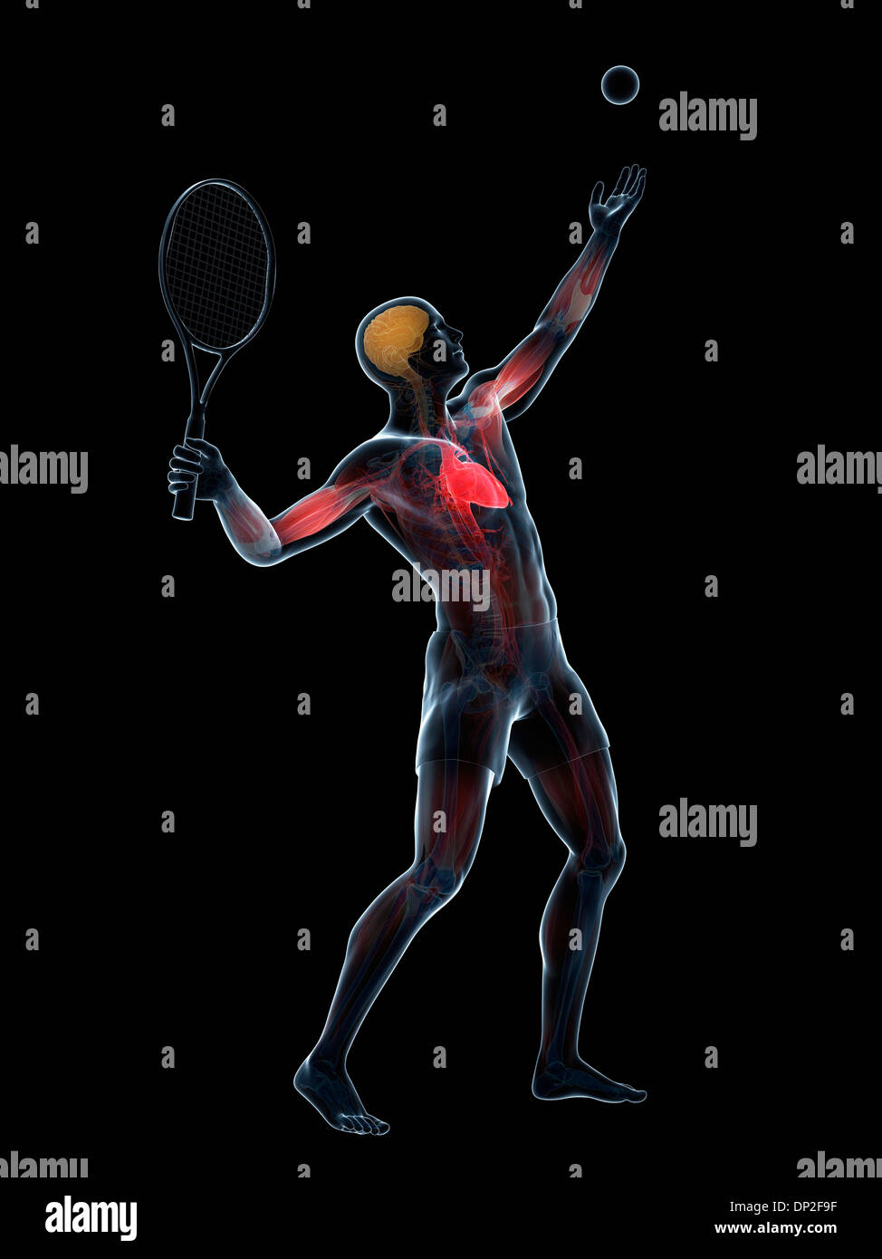 Tennis player anatomy hi-res stock photography and images - Alamy