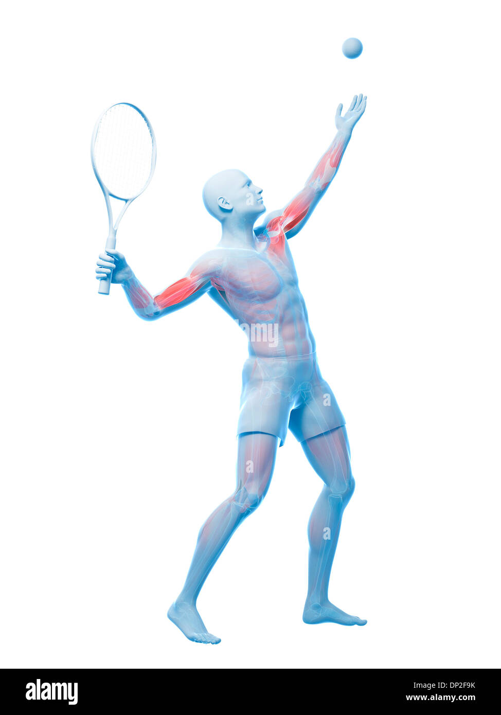 Tennis player anatomy hi-res stock photography and images - Alamy