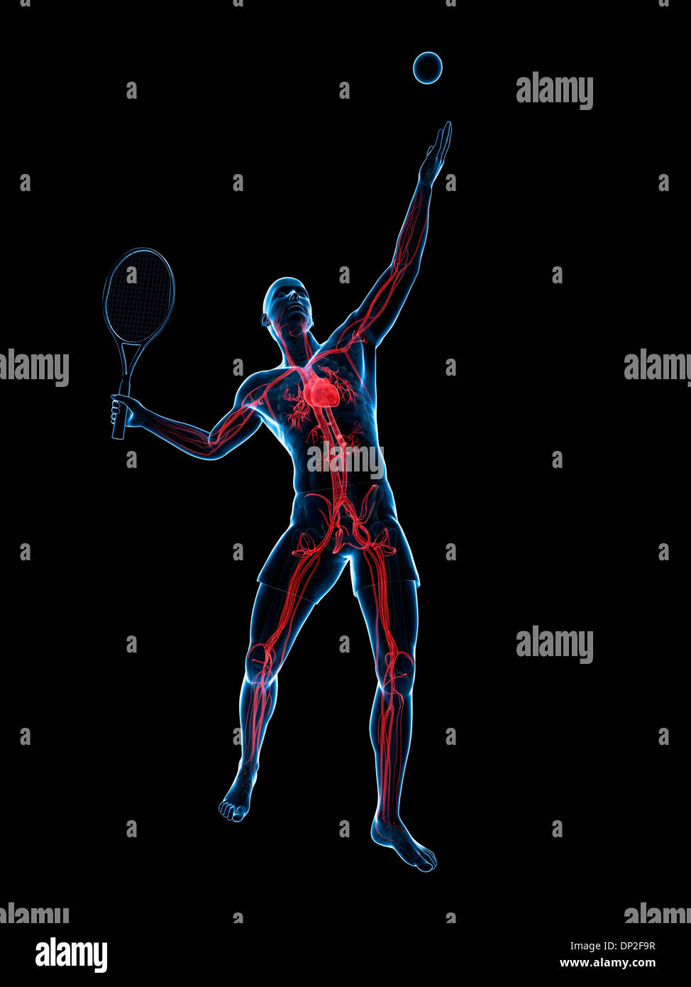 Tennis player anatomy hi-res stock photography and images - Alamy