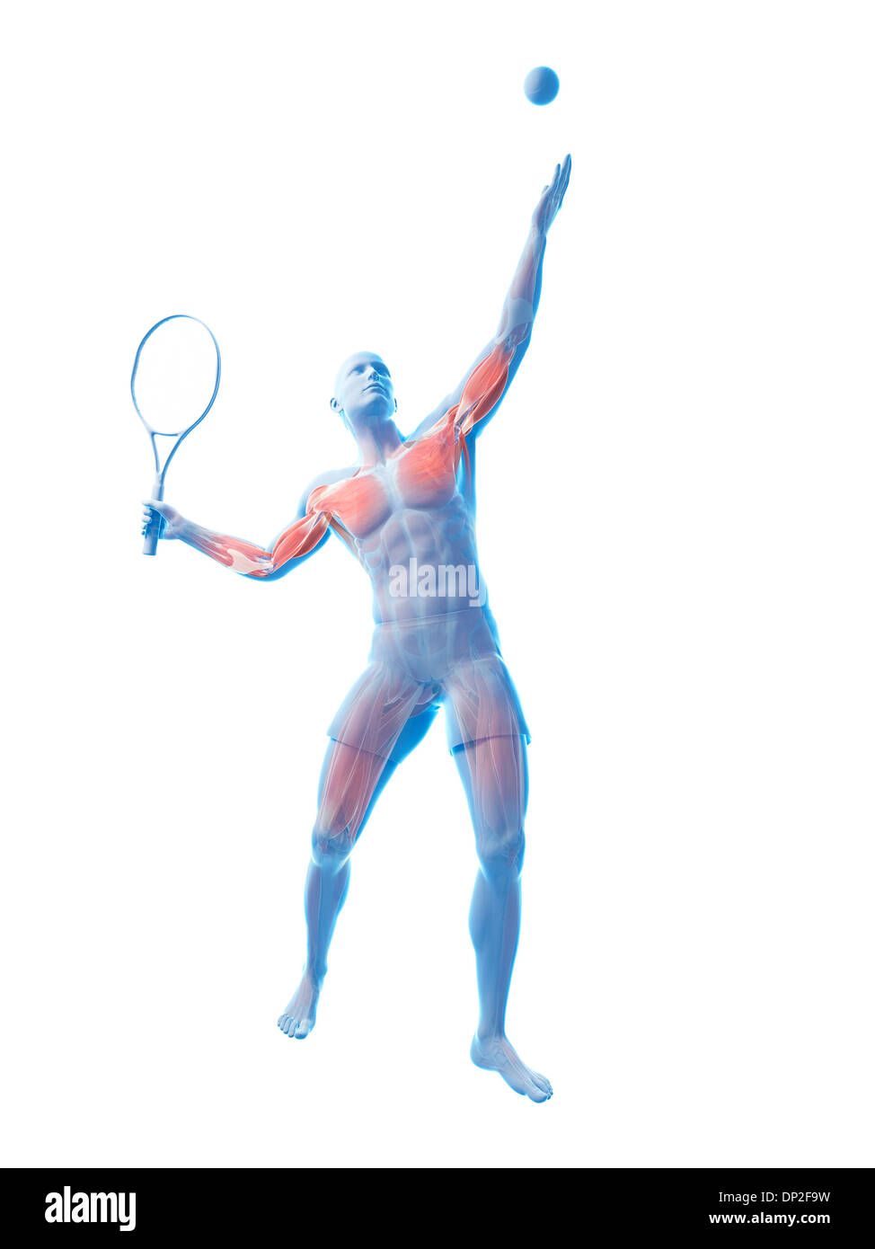 Tennis player anatomy hi-res stock photography and images - Alamy