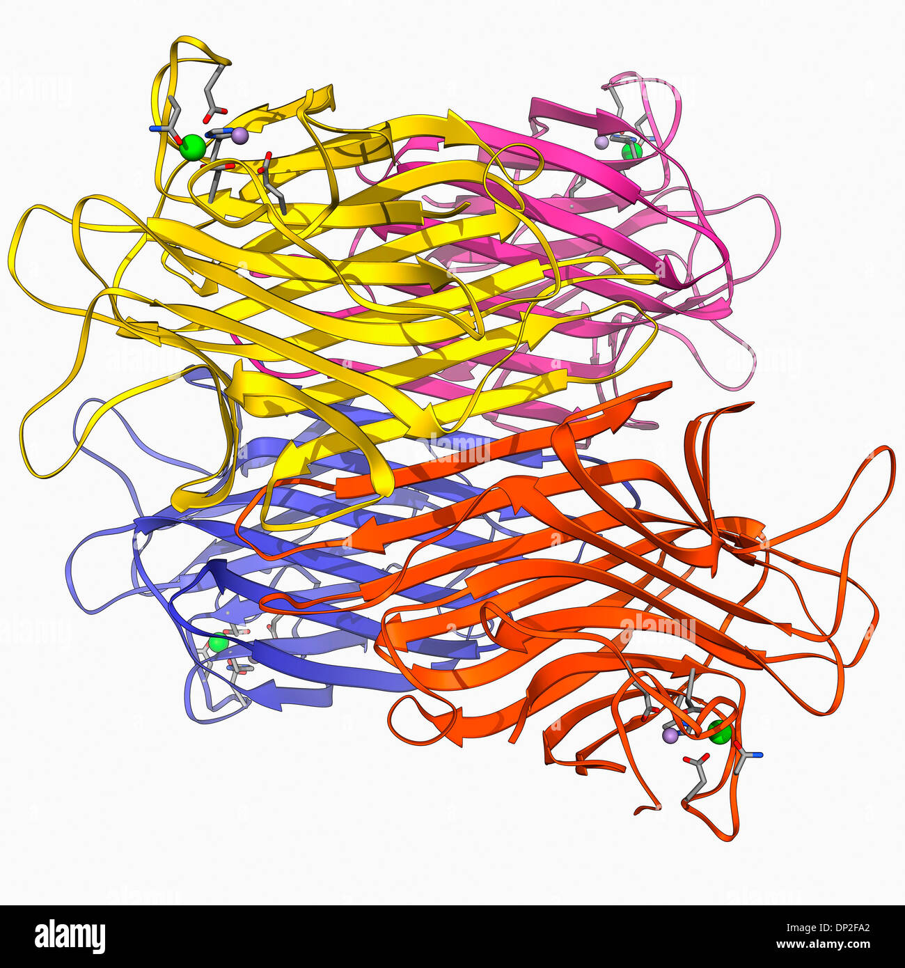 Concanavalin a hi-res stock photography and images - Alamy