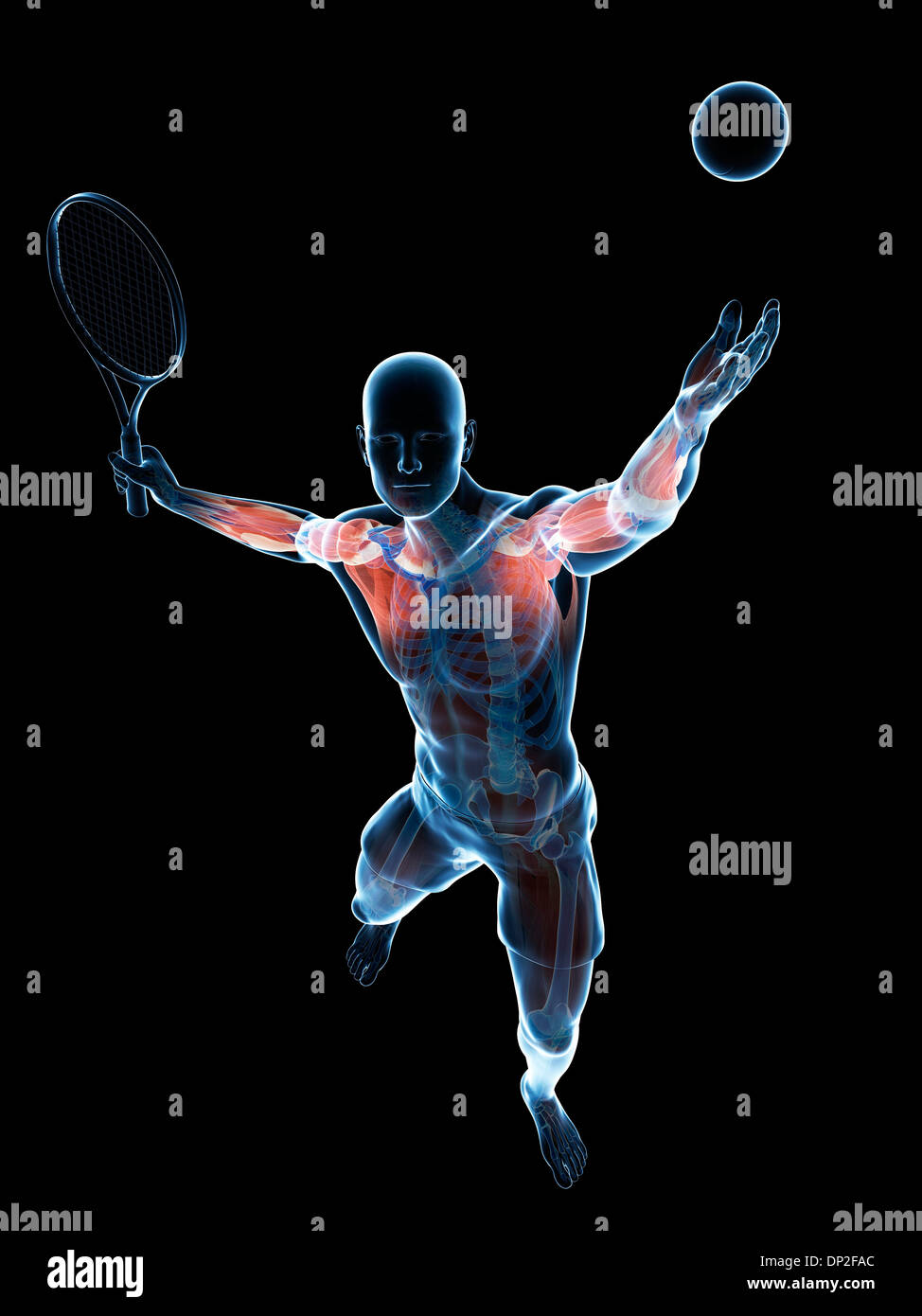 Tennis player anatomy hi-res stock photography and images - Alamy