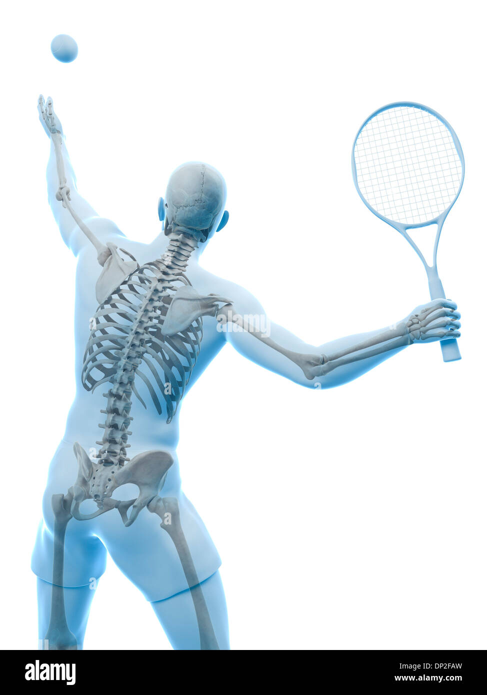 Tennis player anatomy hi-res stock photography and images - Alamy