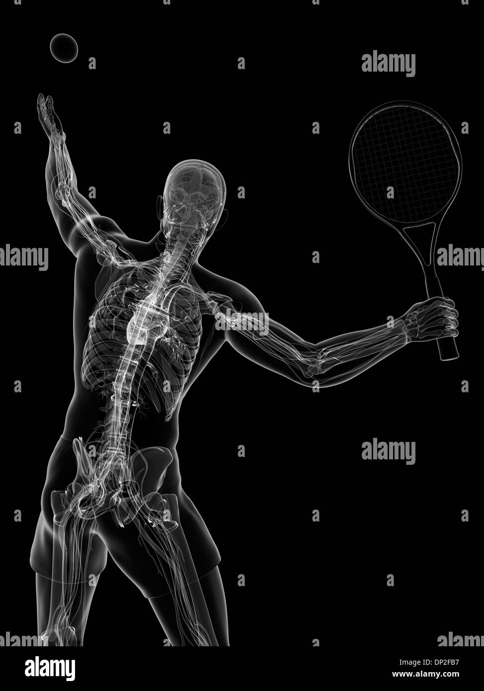 Tennis player anatomy hi-res stock photography and images - Alamy