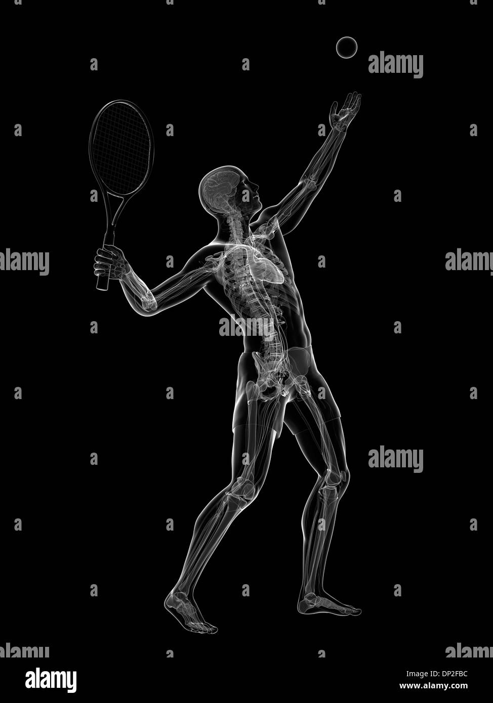 Tennis player anatomy hi-res stock photography and images - Alamy