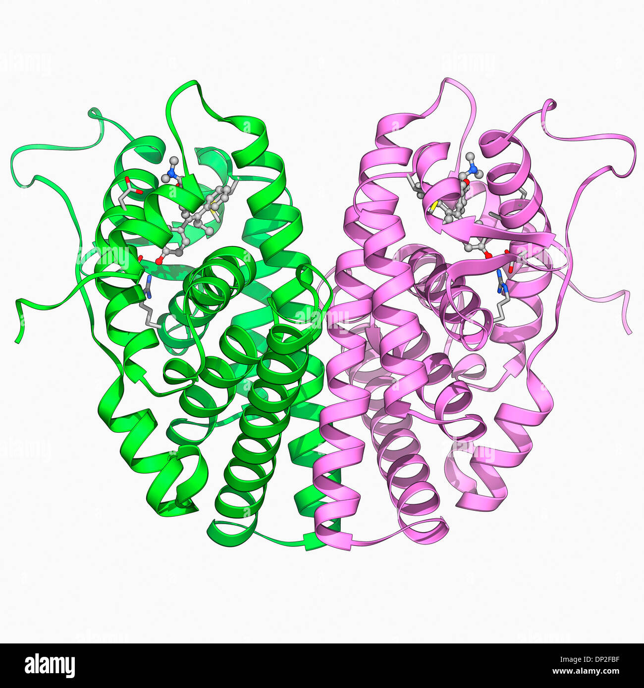 Estrogen Receptor Structure