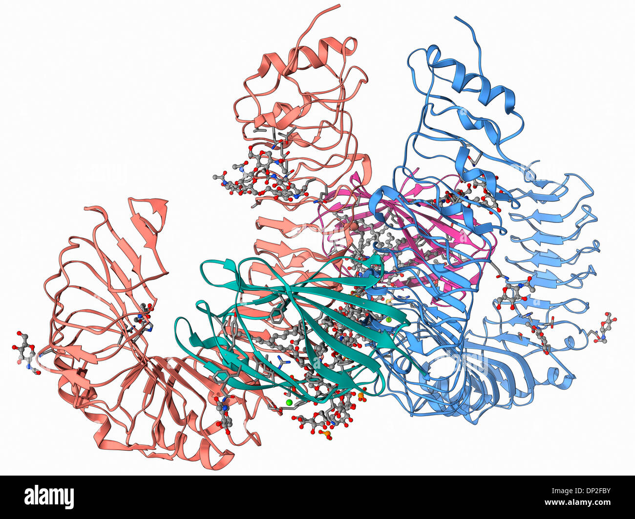 Human pathogen recognition molecule Stock Photo - Alamy