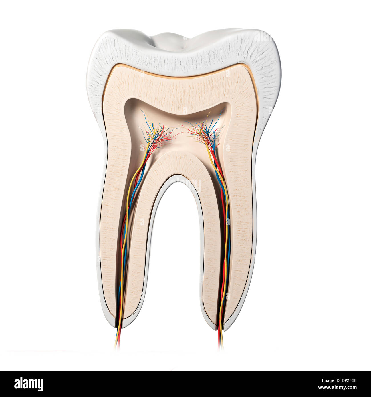 Healthy tooth hi-res stock photography and images - Alamy