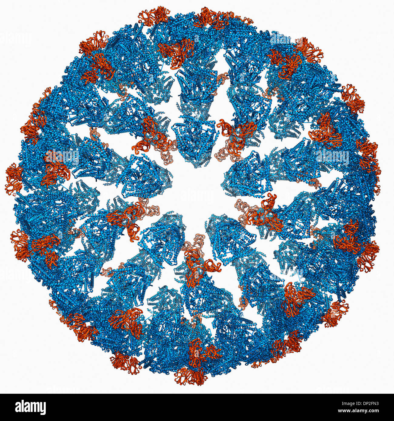 Orbivirus hi-res stock photography and images - Alamy