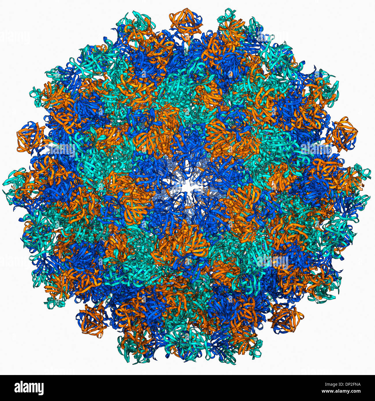 Hepatitis E virus capsid, molecular model Stock Photo: 65209798 - Alamy Hepatitis E virus capsid, molecular model Stock Photo: 65209798 - Alamy