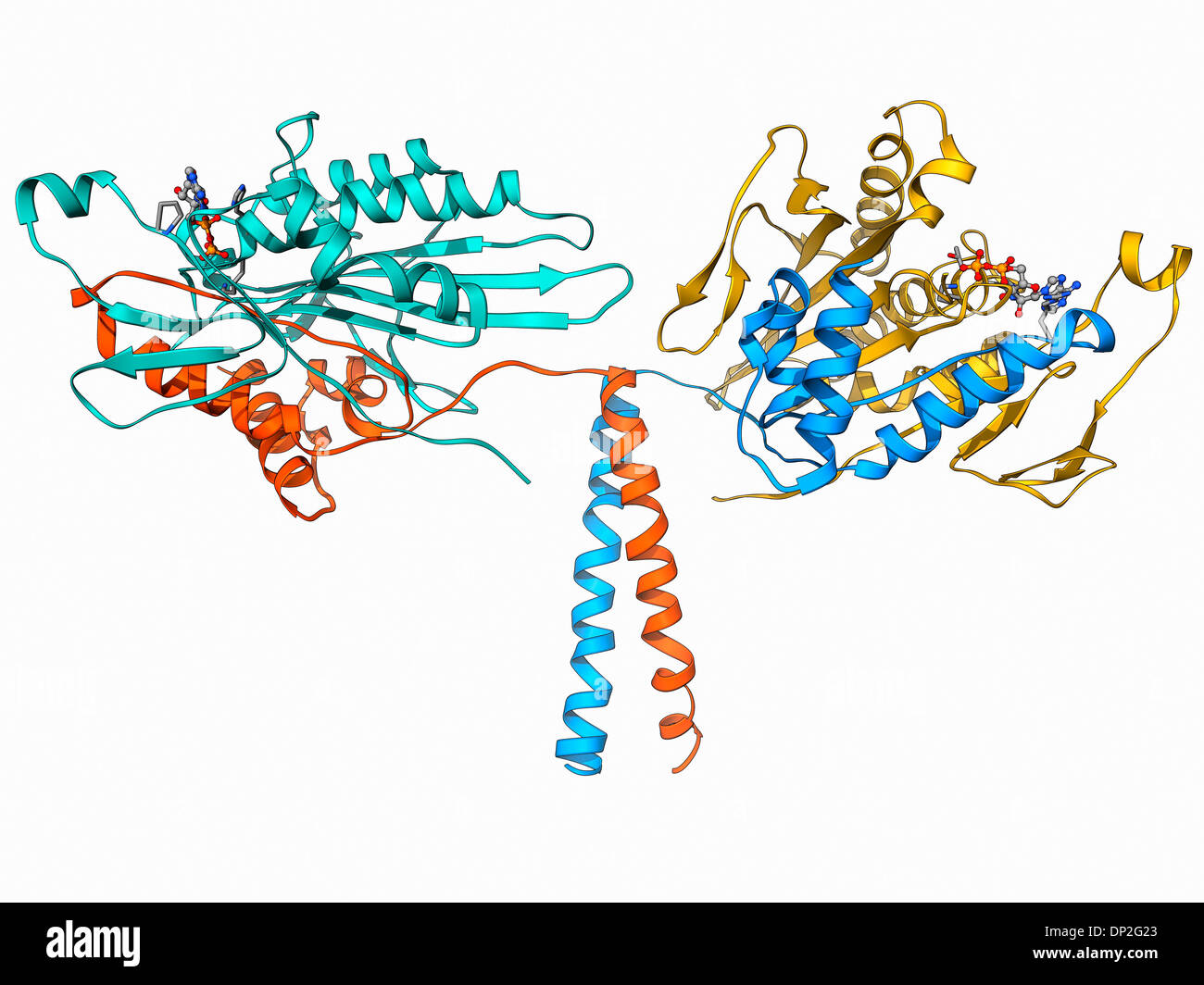 Kinesin motor protein Stock Photo - Alamy