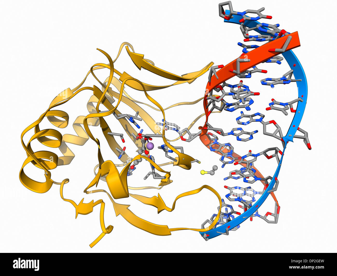 DNA repair enzyme, molecular model Stock Photo - Alamy