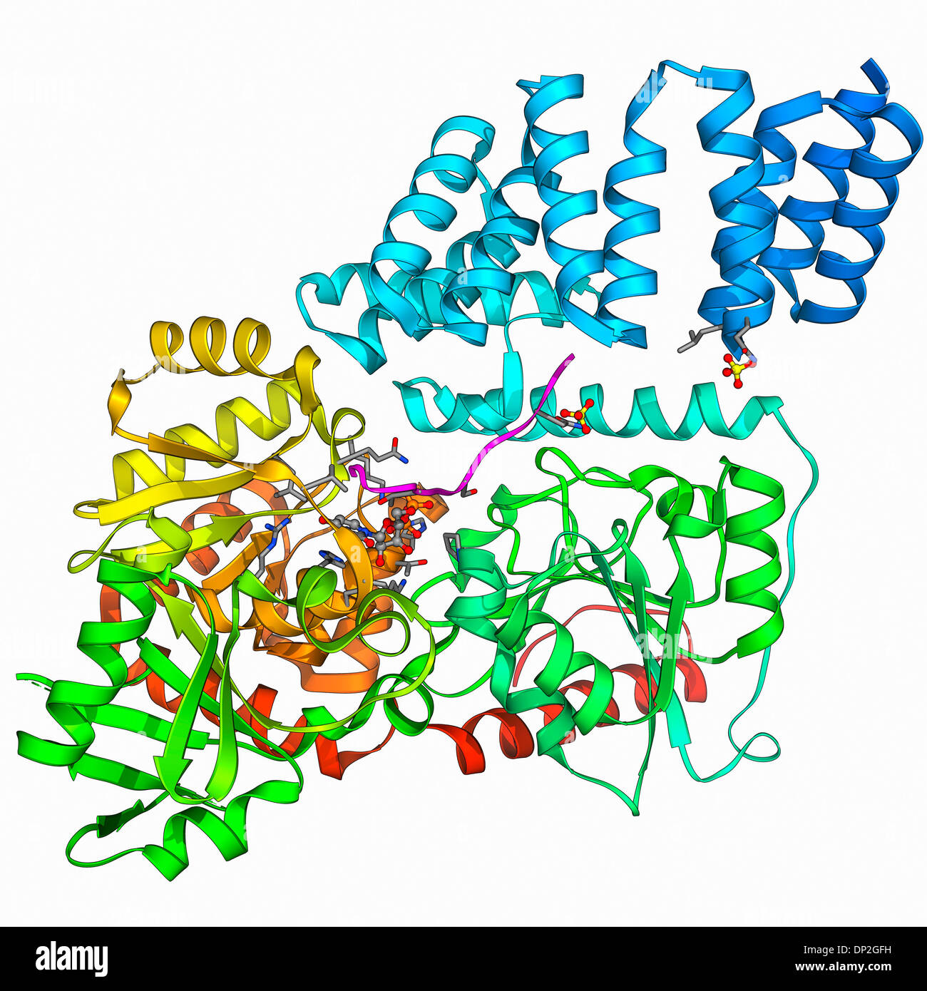 Glycosylation hi-res stock photography and images - Alamy