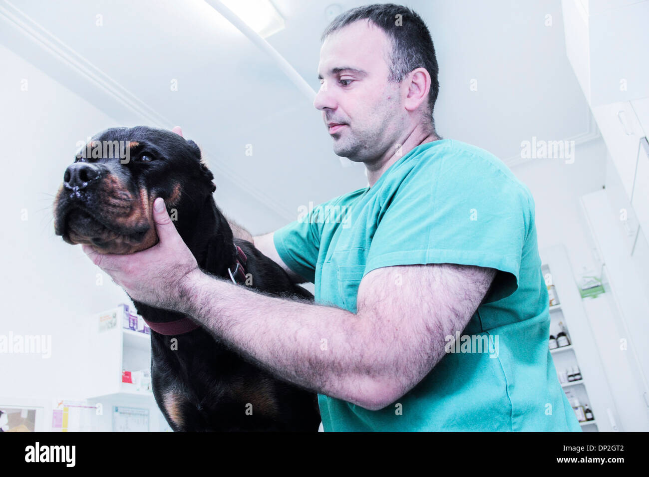 Vet examining a dog Stock Photo - Alamy