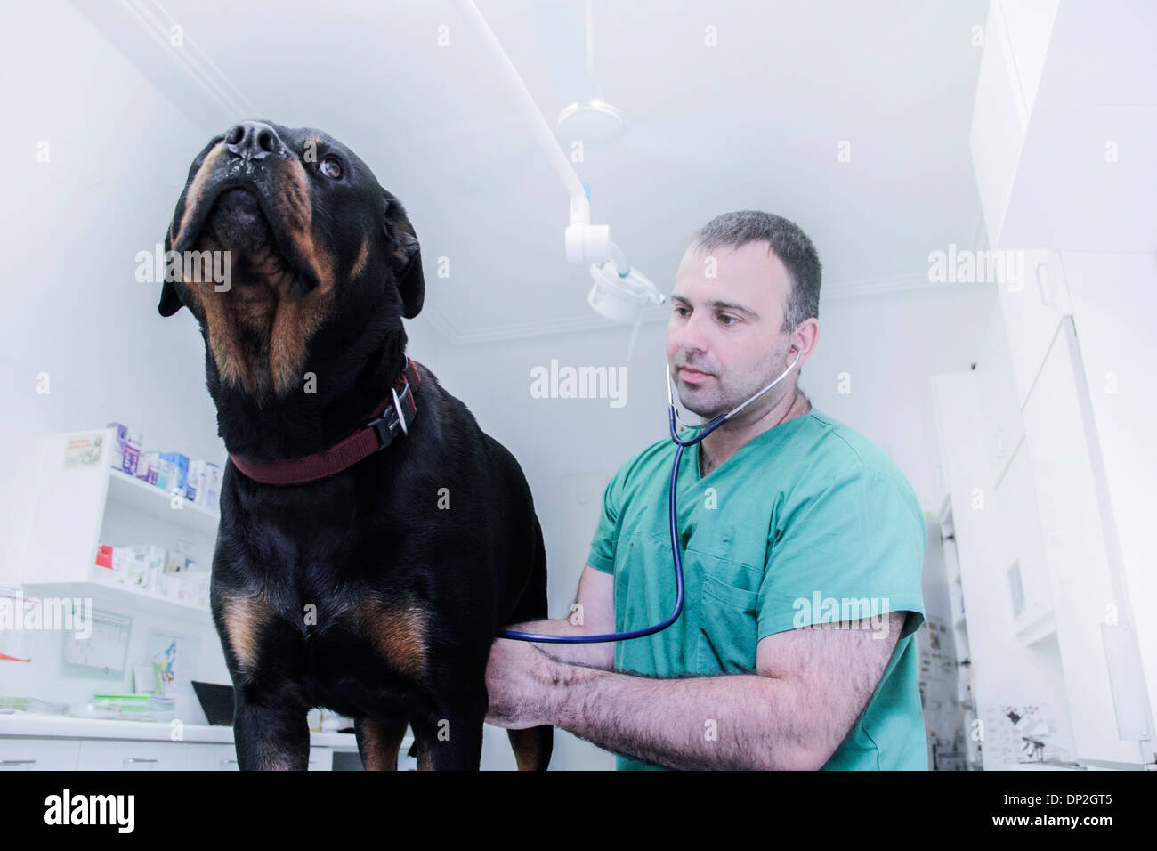 Vet examining a dog Stock Photo - Alamy