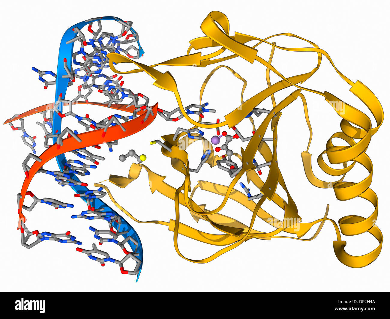 DNA repair enzyme, molecular model Stock Photo - Alamy