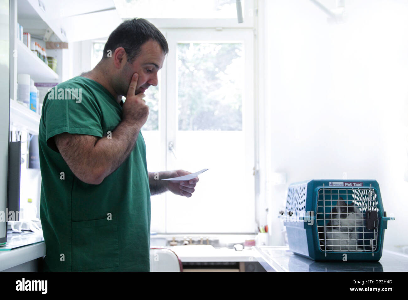 Vet reading a cat's notes Stock Photo - Alamy