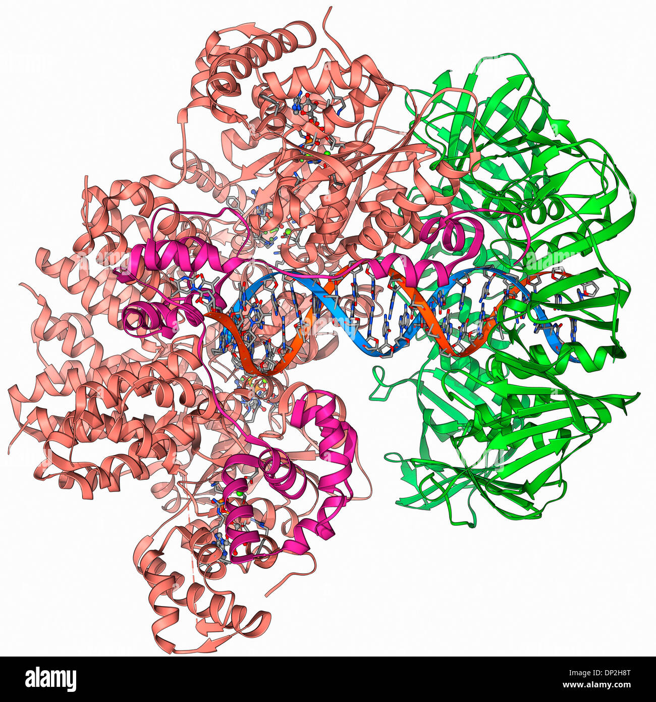 DNA clamp complexed with DNA molecule Stock Photo - Alamy