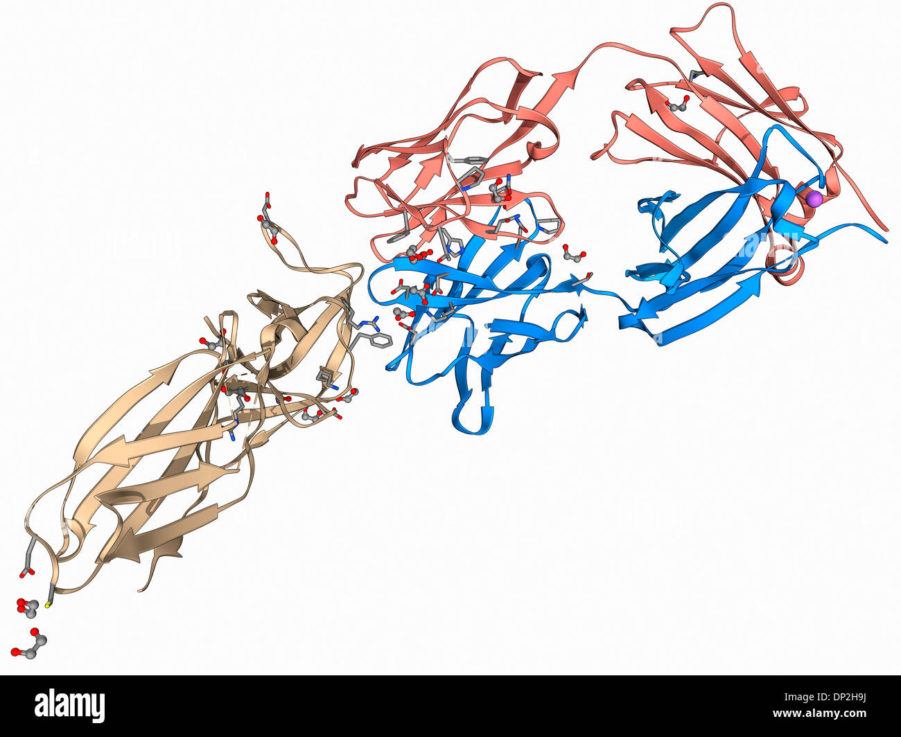 Leptin receptor molecule Stock Photo - Alamy