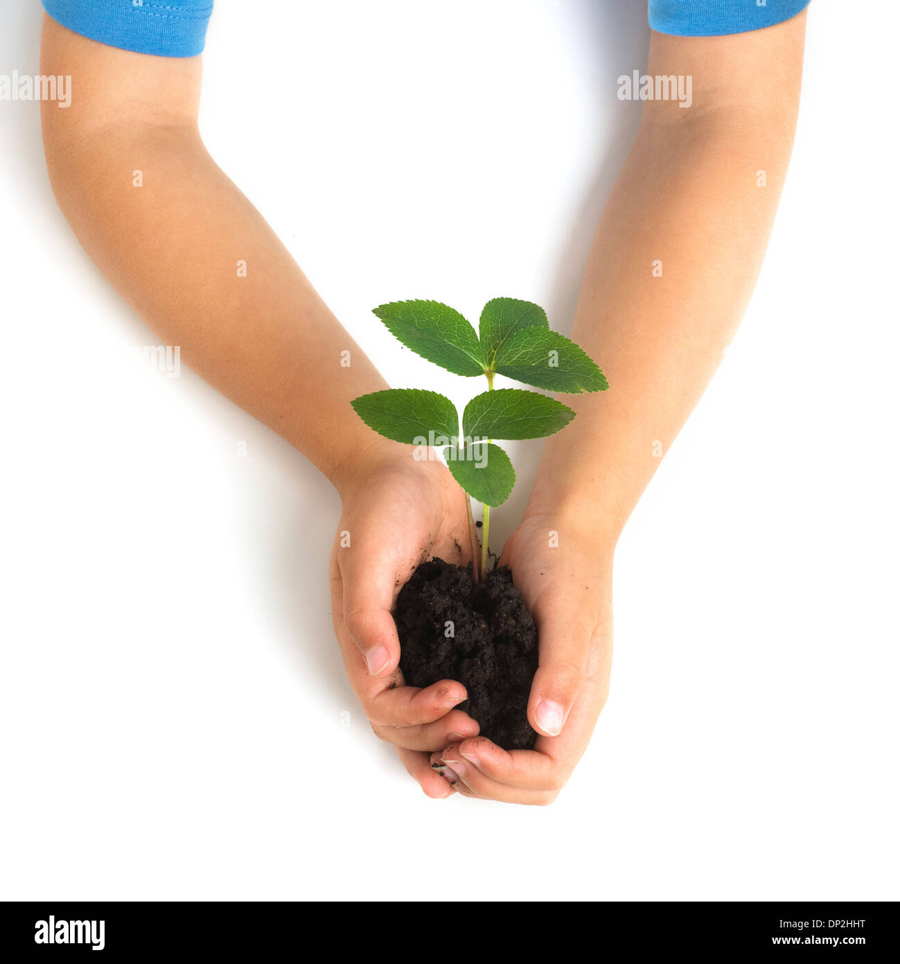 Hands holding plant seedling hi-res stock photography and images - Alamy