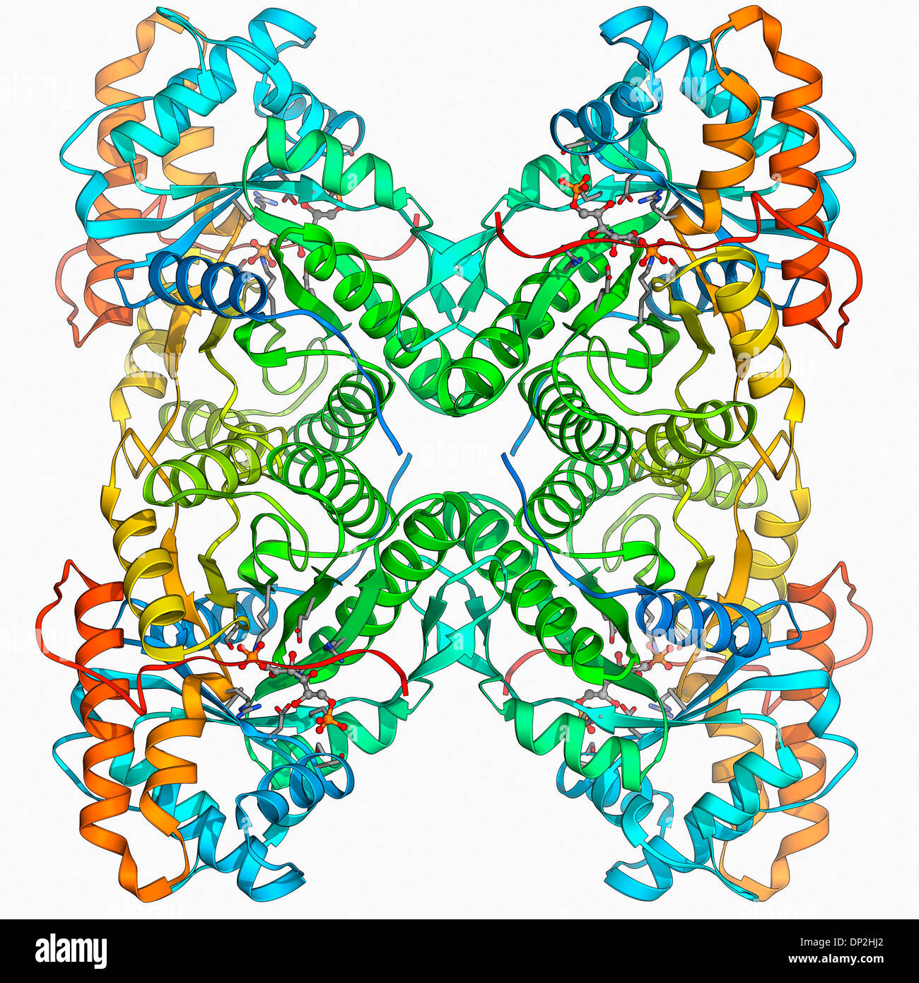 Muscle strand Cut Out Stock Images & Pictures - Alamy