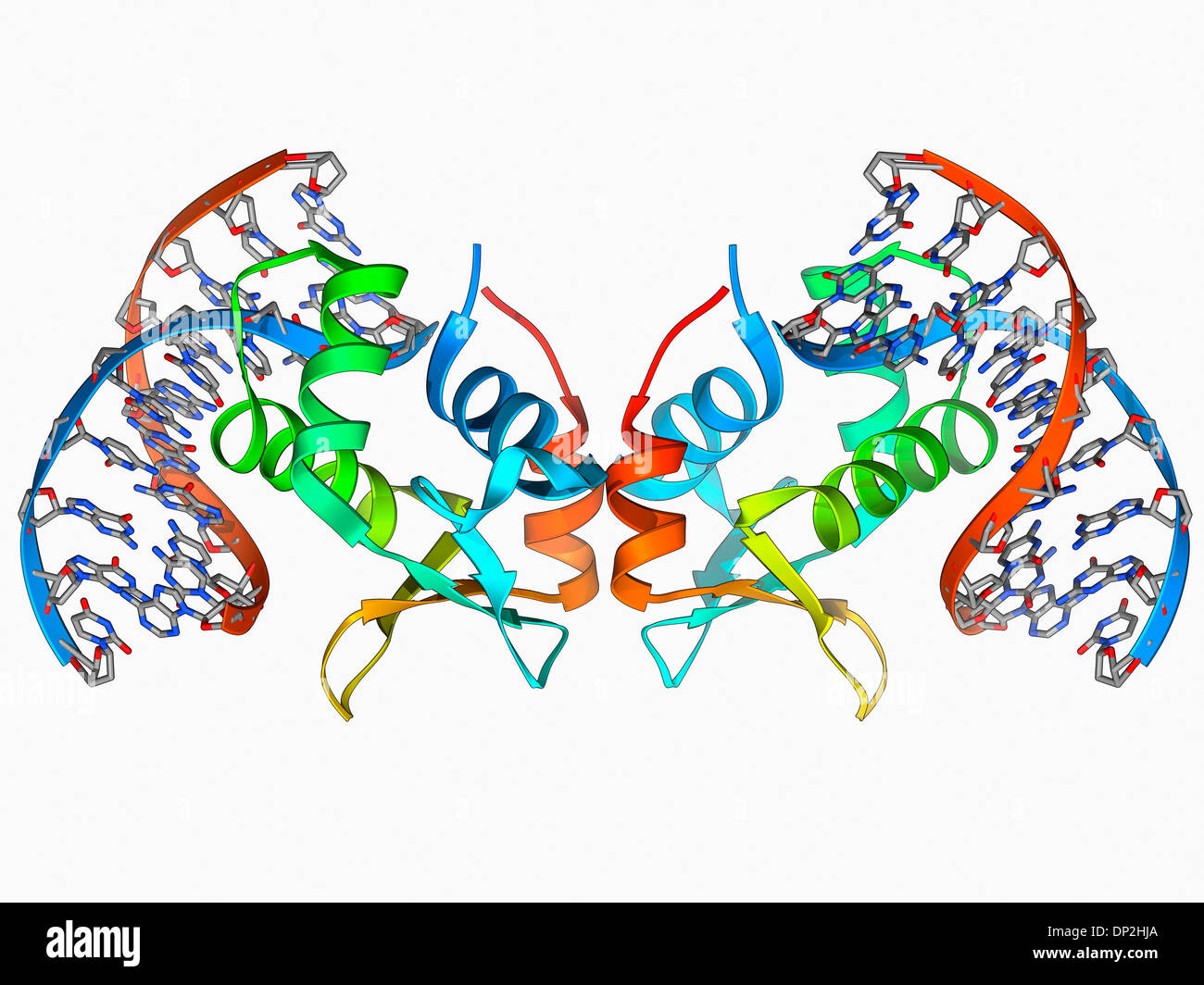 Transcription Factor And Dna High Resolution Stock Photography and ...