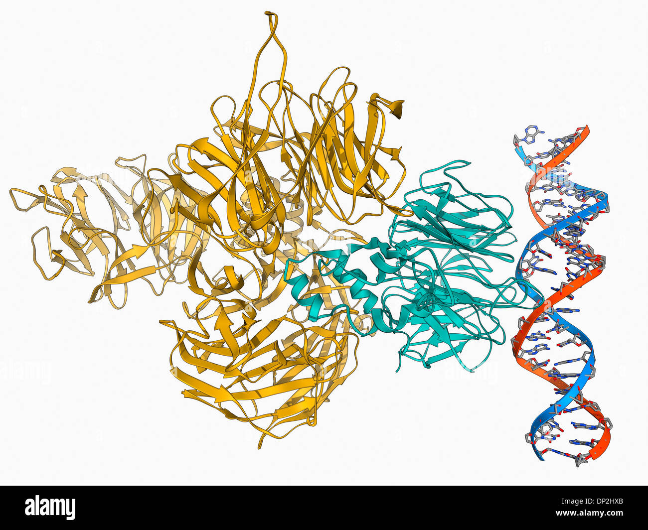 UV-damaged DNA-binding protein and DNA Stock Photo - Alamy