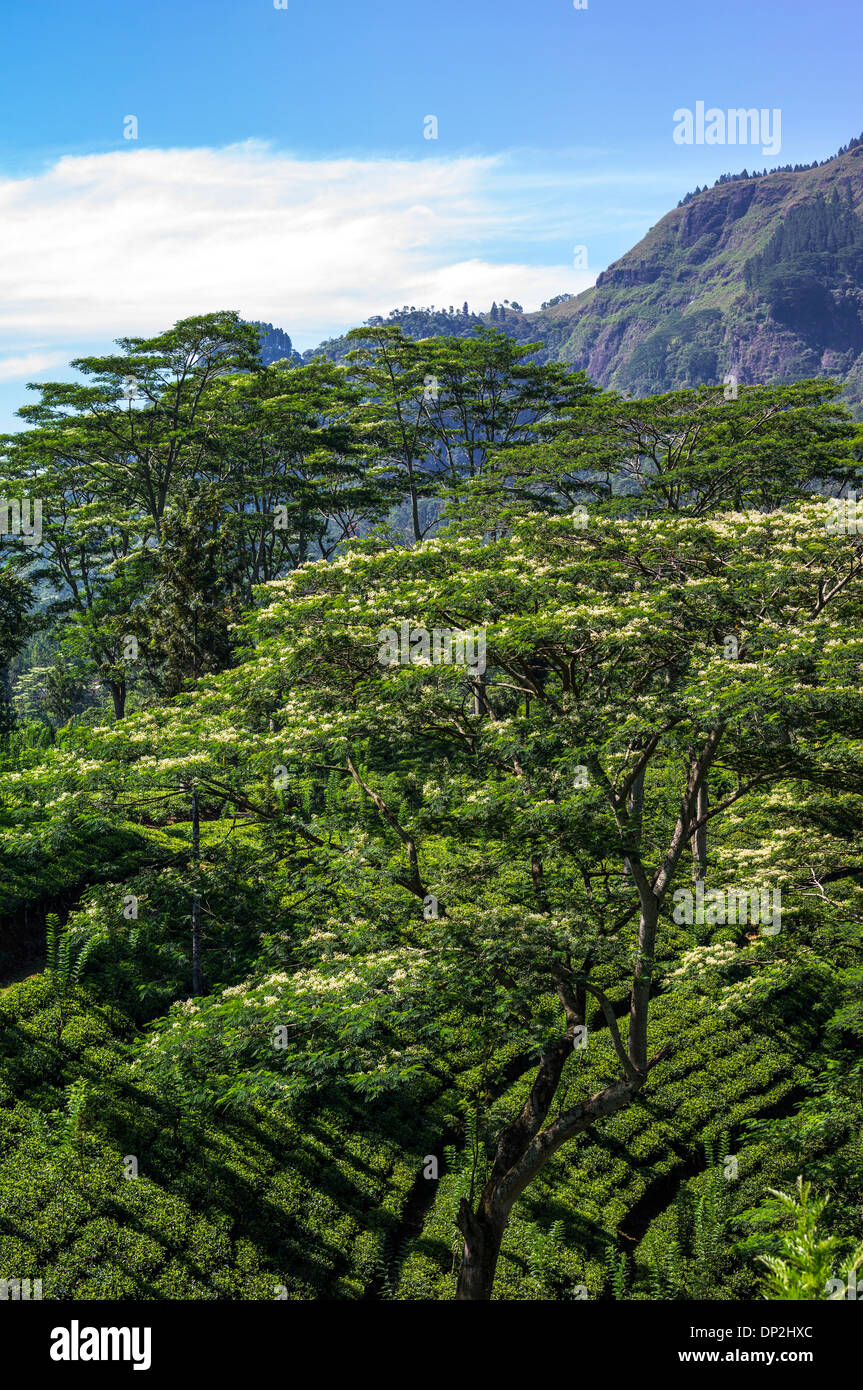 Fields Of Tea Sri Lanka High Resolution Stock Photography and Images ...