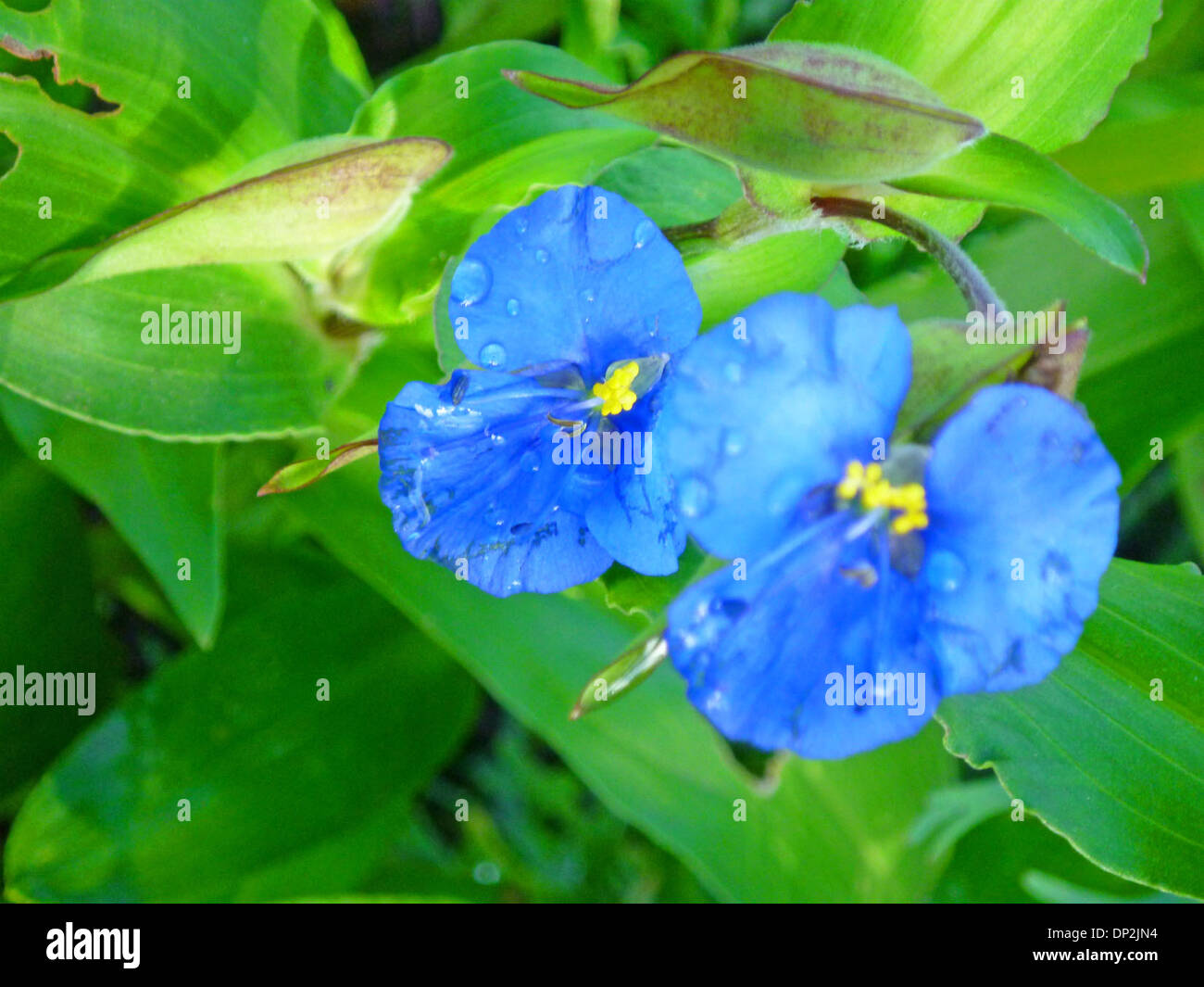Commelina flower hi-res stock photography and images - Alamy