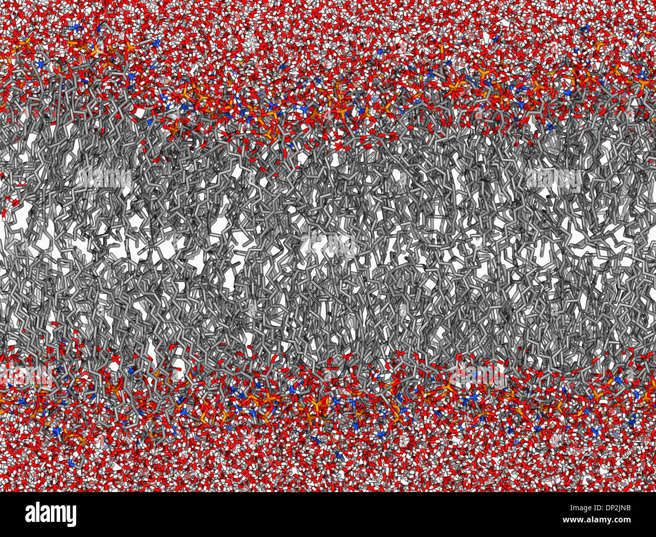 Phospholipid bilayer hi-res stock photography and images - Alamy