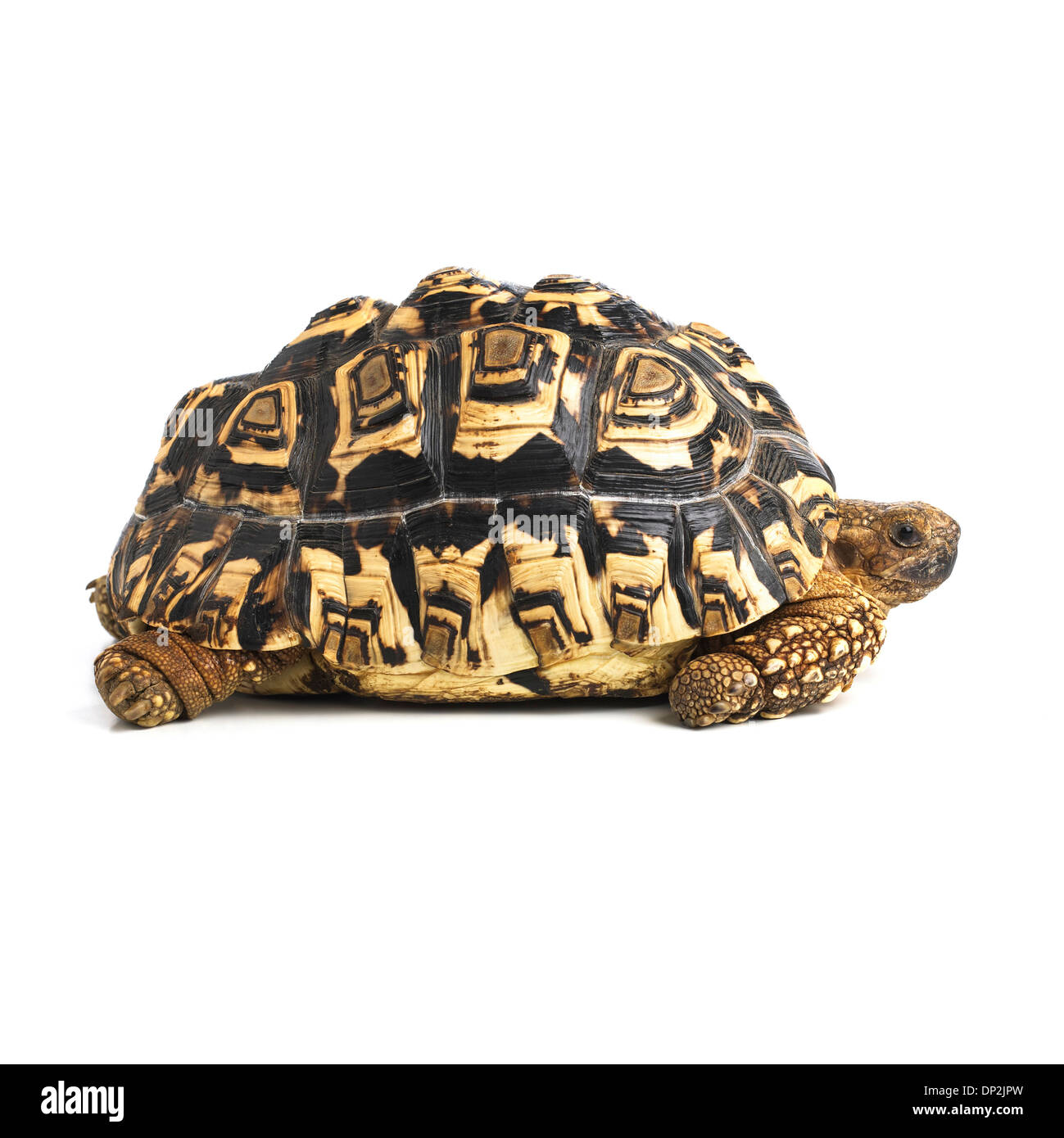 Studio tortoise hi-res stock photography and images - Alamy