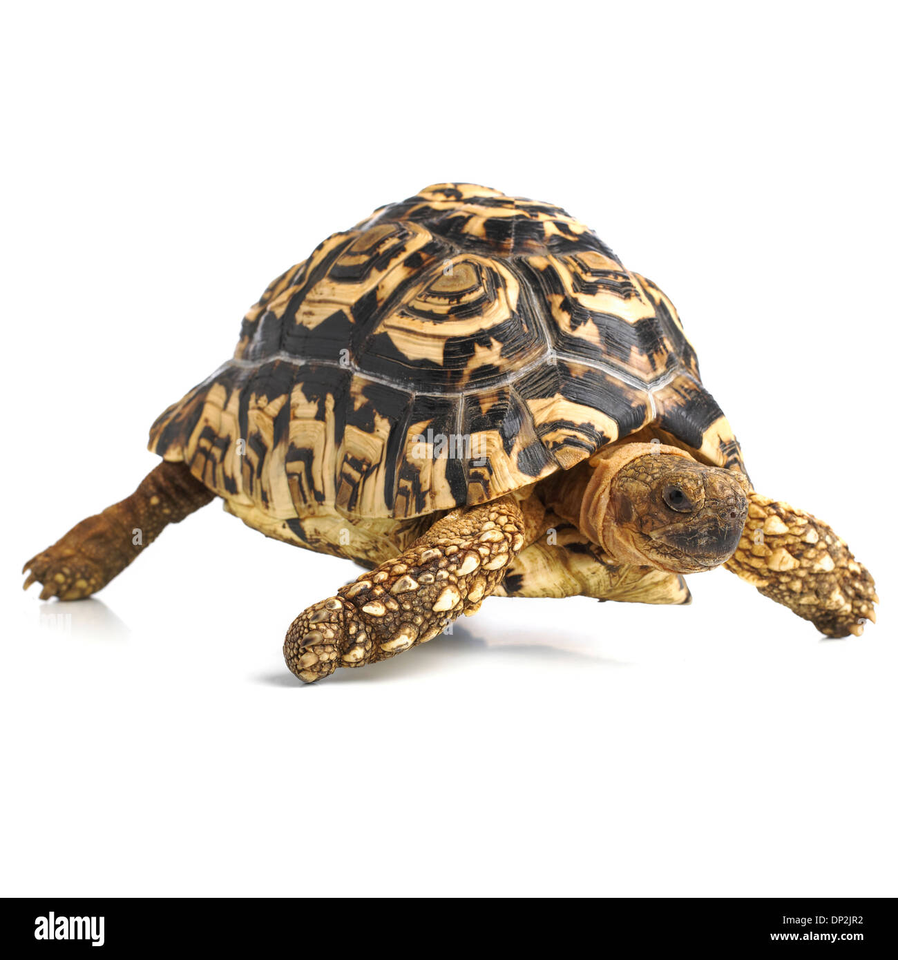 Tortoise hi-res stock photography and images - Alamy