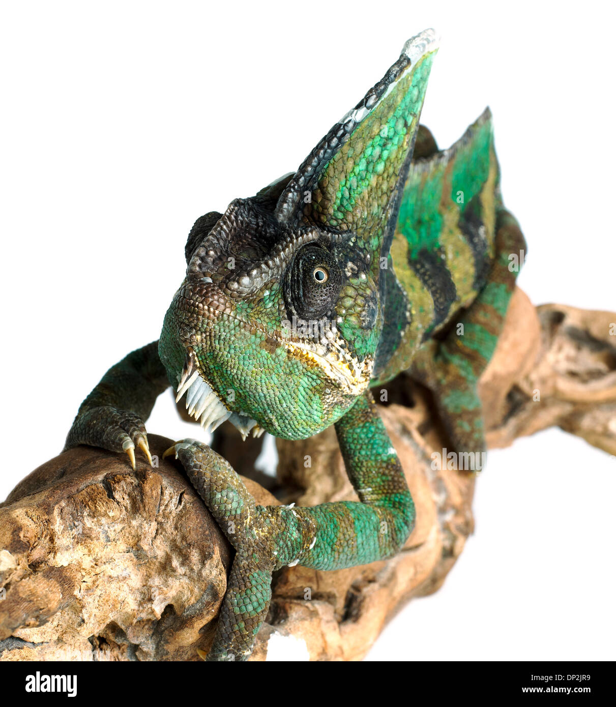 Chameleon white background hi-res stock photography and images - Alamy