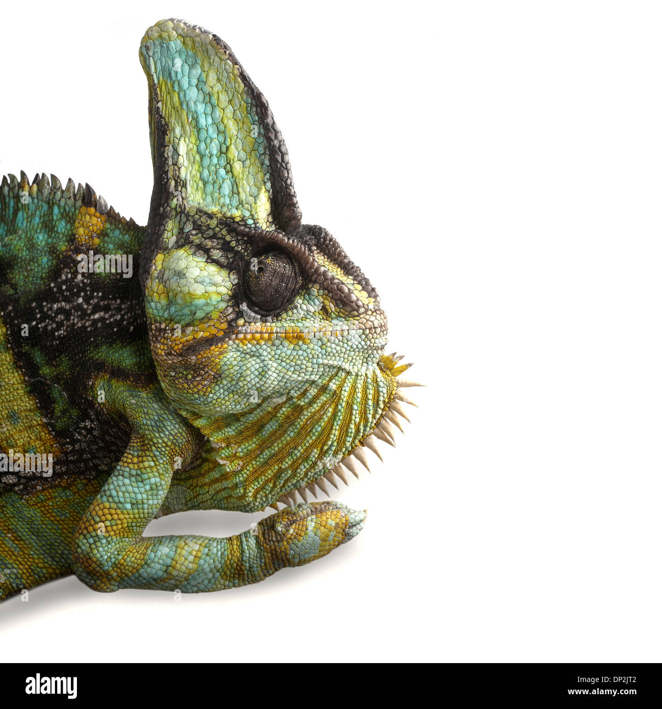 Veiled chameleon hi-res stock photography and images - Alamy