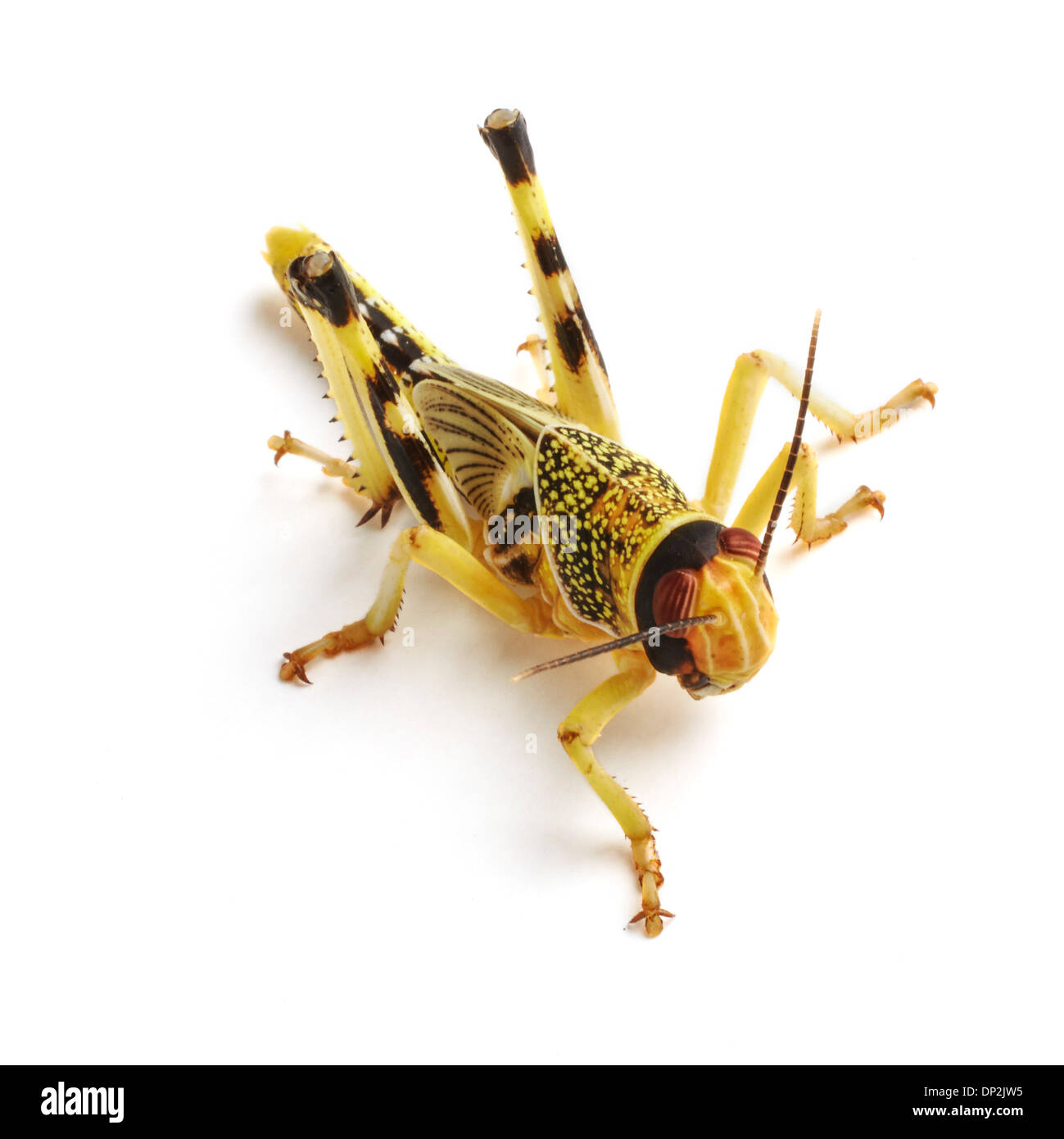 Yellow locust Cut Out Stock Images & Pictures - Alamy