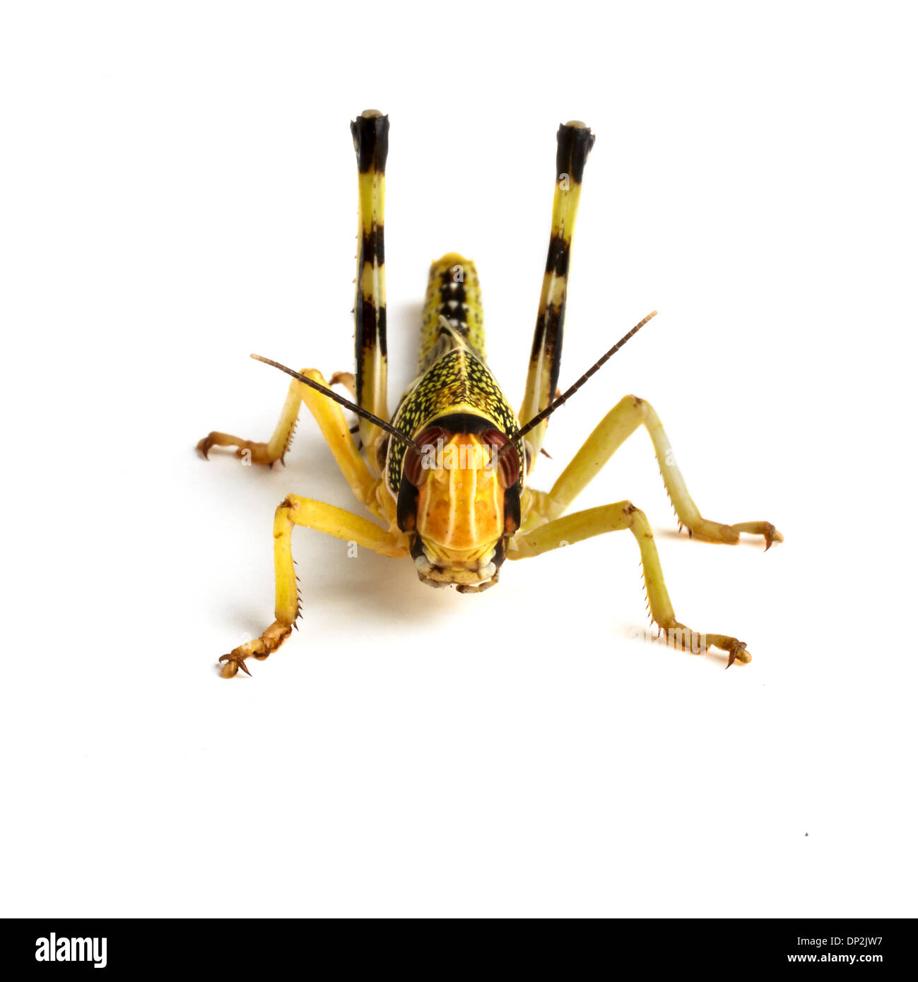 Yellow Locust High Resolution Stock Photography and Images - Alamy