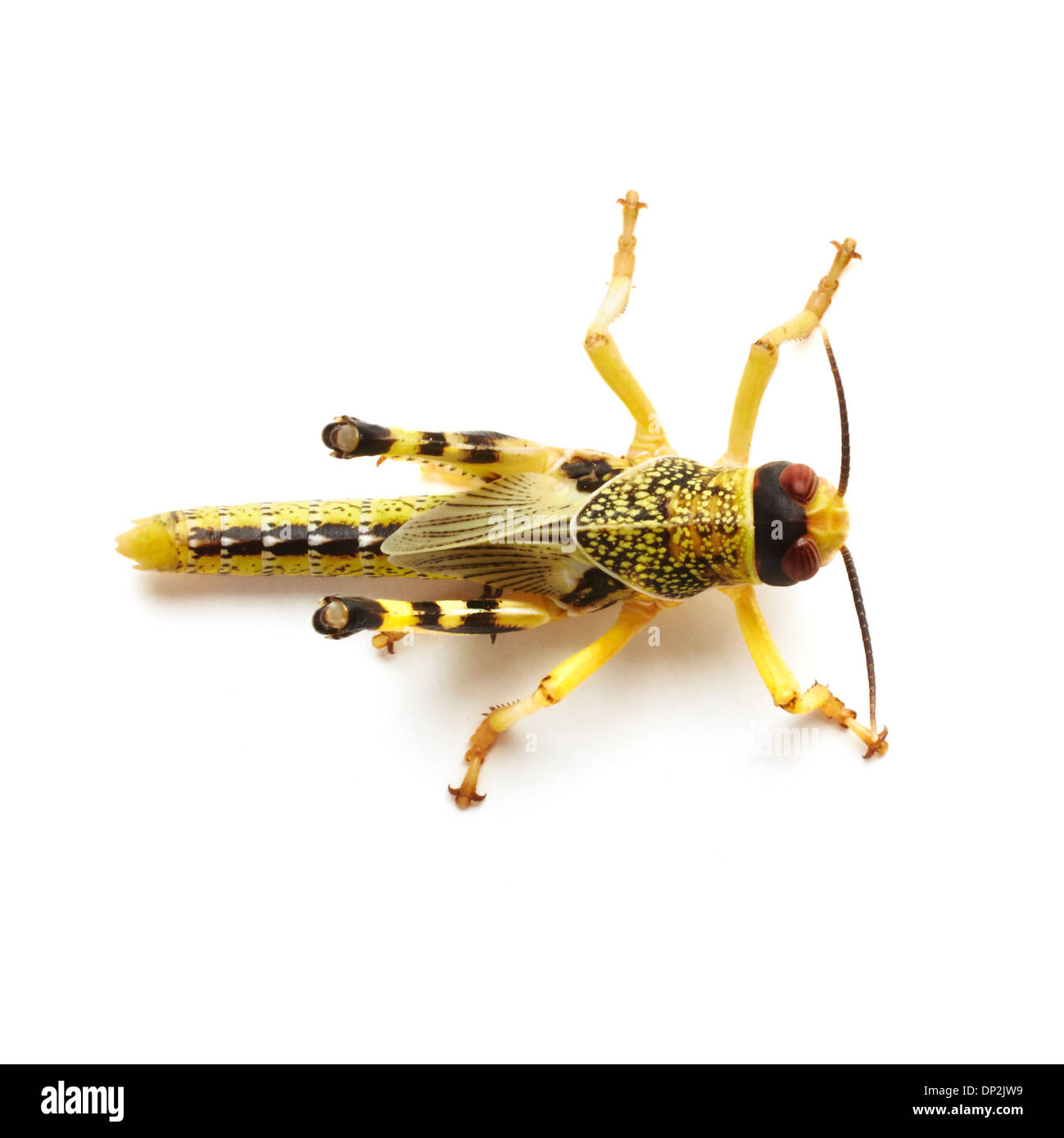 Yellow Locust High Resolution Stock Photography and Images - Alamy