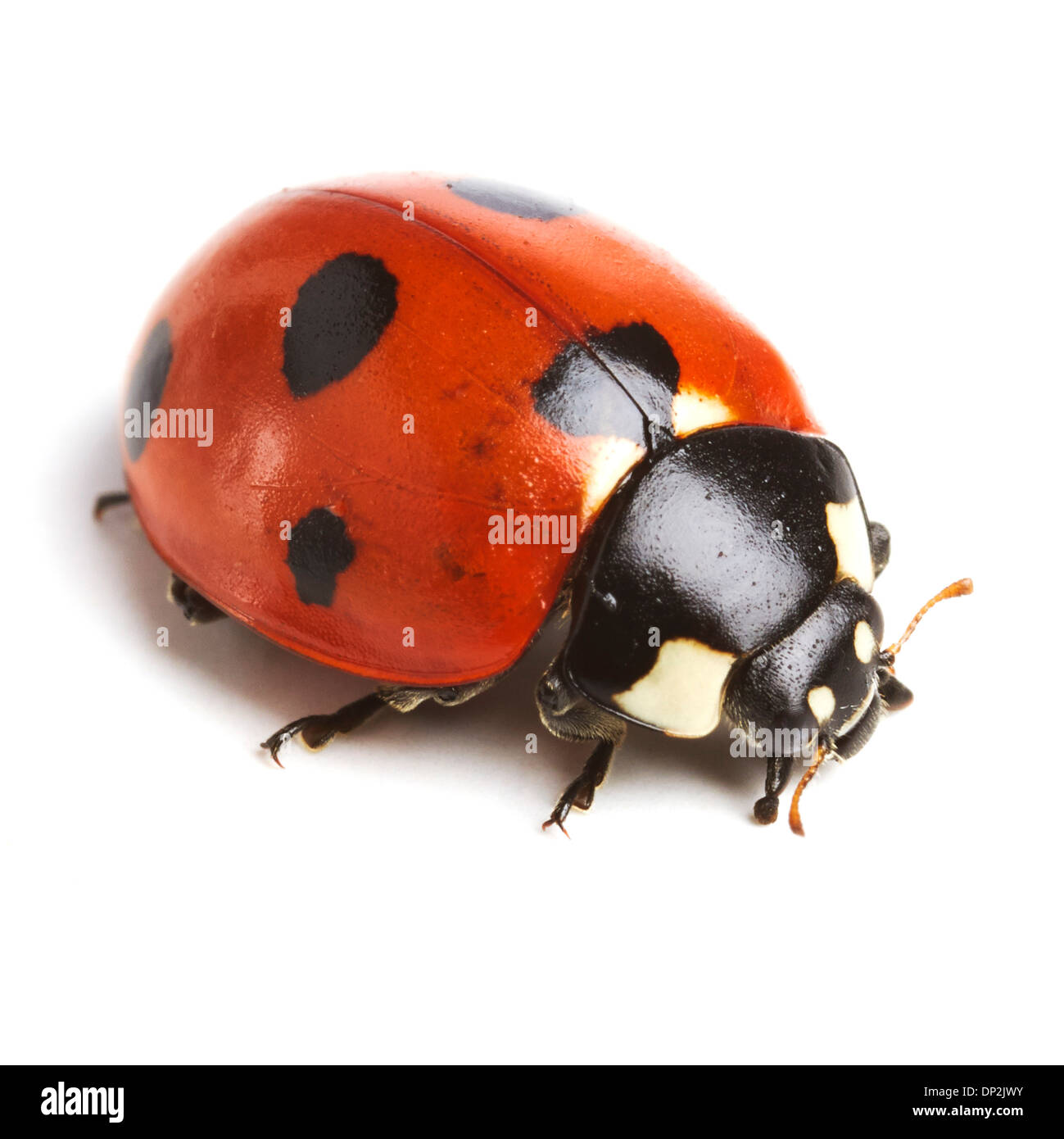 Ladybird hi-res stock photography and images - Alamy