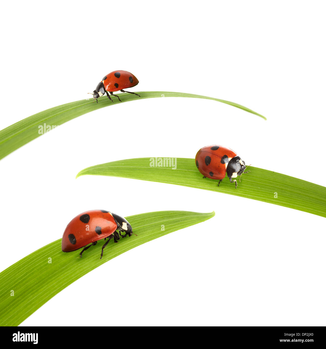 Ladybirds hi-res stock photography and images - Alamy