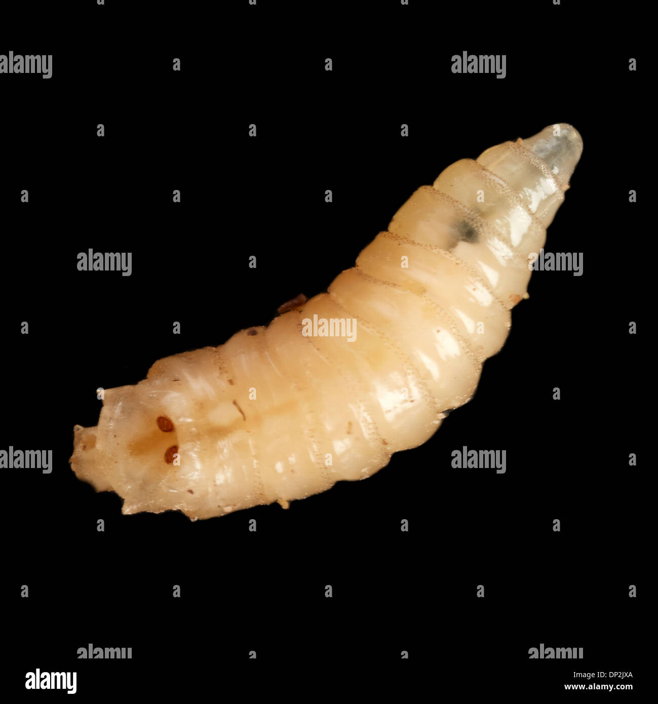 Fly maggot hi-res stock photography and images - Alamy