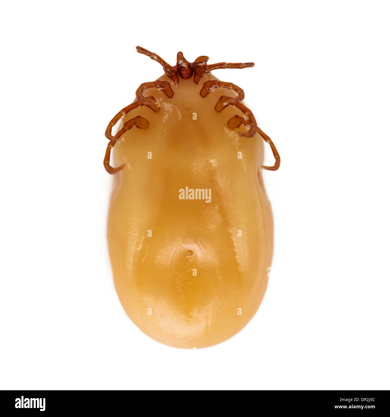 Tick hi-res stock photography and images - Alamy