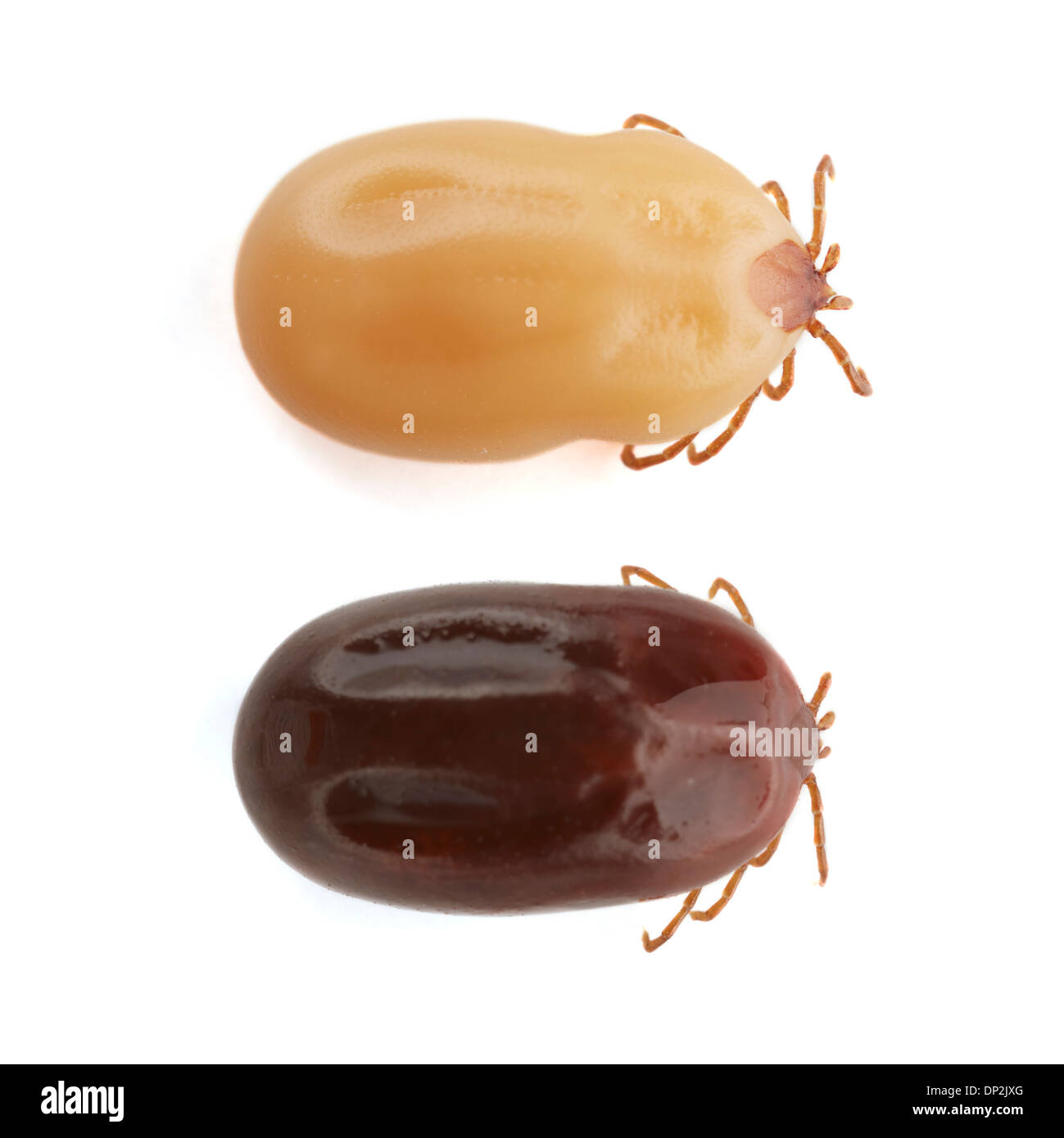 Ticks animal hi-res stock photography and images - Alamy