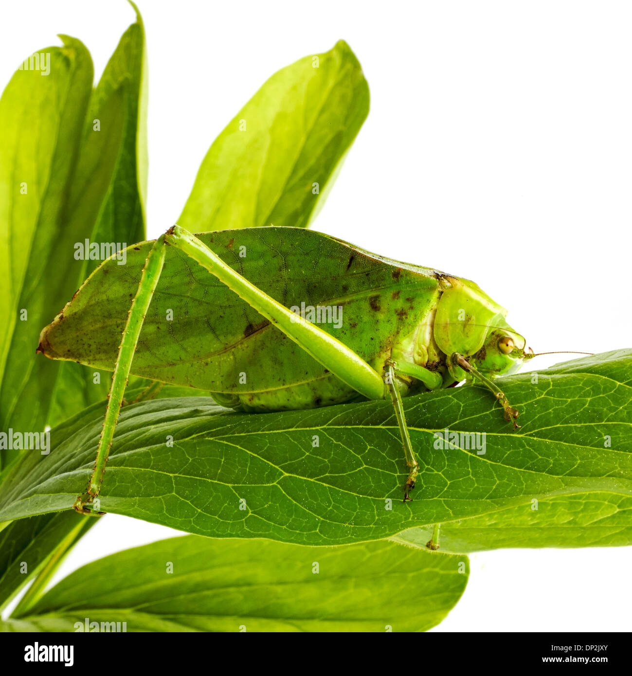 Katydid hi-res stock photography and images - Alamy
